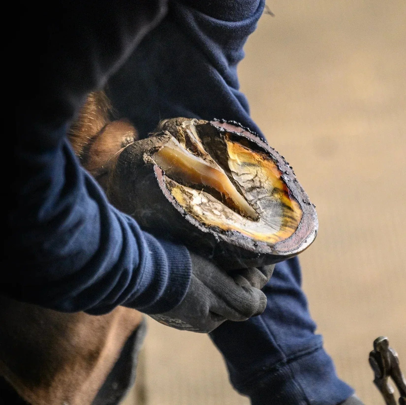 No Hoof, No Horse | Blogs - NAF Equine