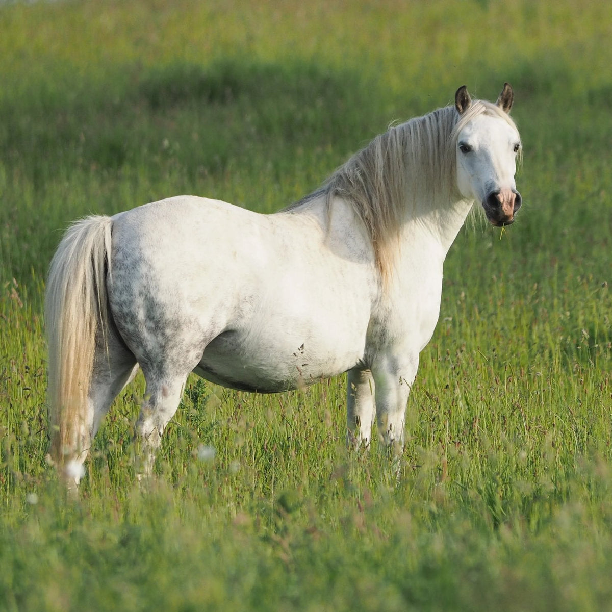 Equine Weight Management | Blogs - NAF Equine