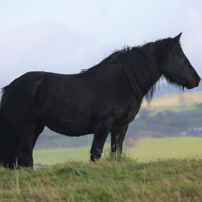 Understanding EMS - Equine Metabolic Syndrome | Blogs - NAF Equine