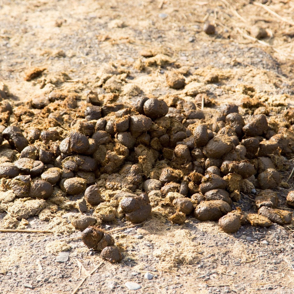 Understanding Your Horse’s Droppings | Blogs - NAF Equine