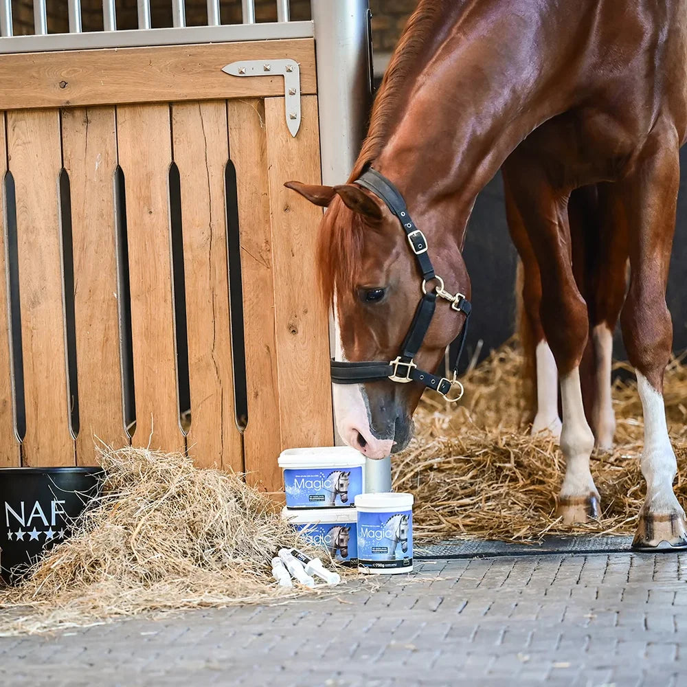 Magic - NAF Equine